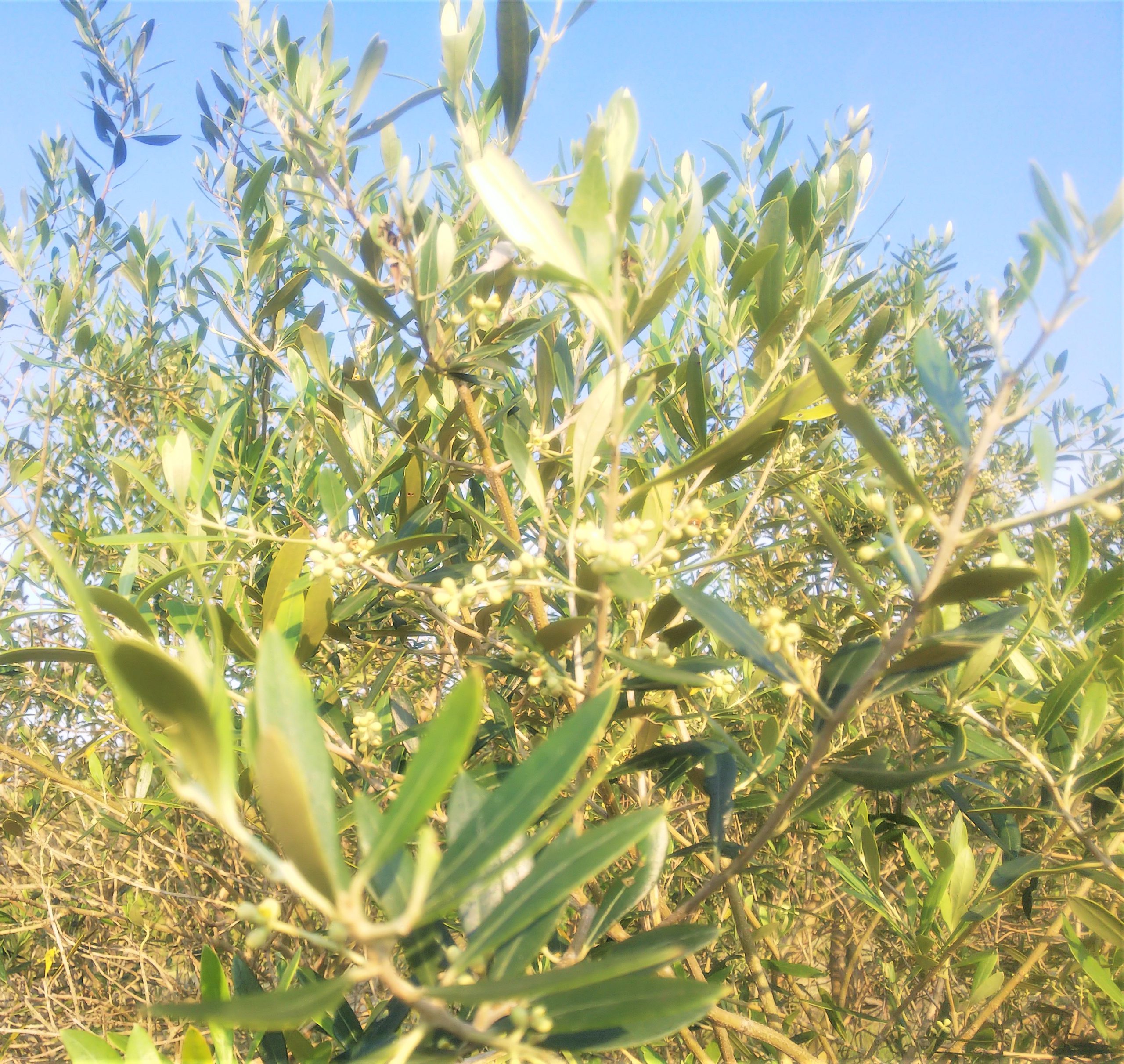 DSC_0507 | アグリ浜名湖